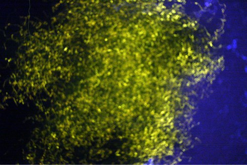 Stars and fireflies along the Ogod river in Donsol