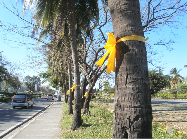 Yellow ribbons adorn trees in parts of Metro Manila | GMA News Online