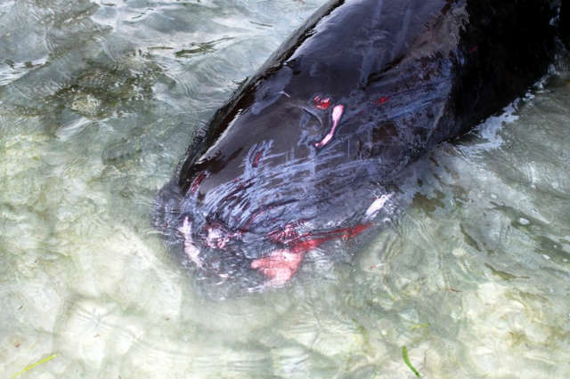 Injured whale treated with TLC in Occidental Mindoro | GMA News Online