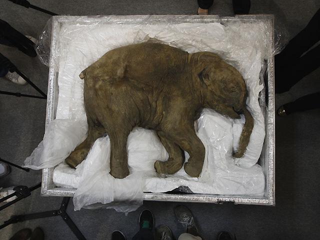 Scientists find rare burial site of Ice Age infant in Alaska