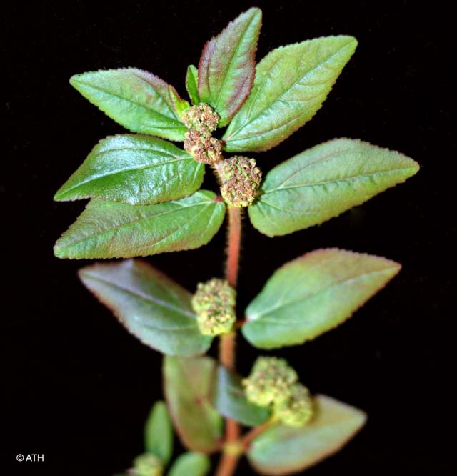 Local Tawa-tawa herbs may cure tuberculosis, dengue