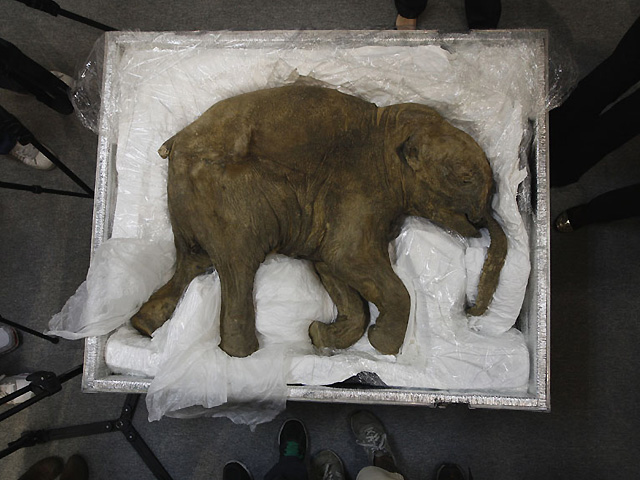 Scientists find rare burial site of Ice Age infant in Alaska | GMA News ...