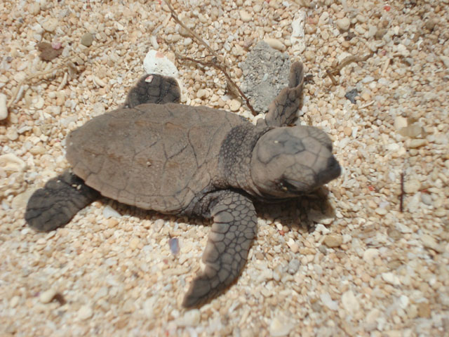 60 pawikan seized from Palawan official's 'custody' | GMA News Online