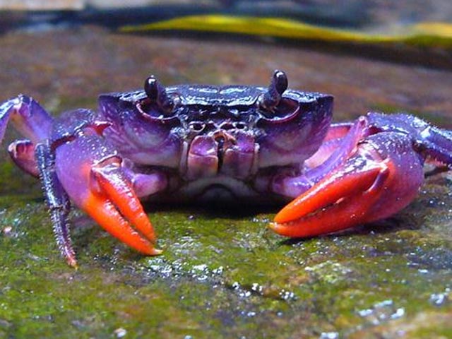 PNoy signs law reapportioning Palawan into three districts | GMA News ...