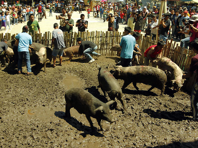BoI defends incentives to foreign agri firm as pig farmers raise stink ...