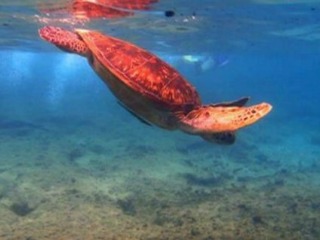 Davao City kids rescue wounded pawikan | GMA News Online