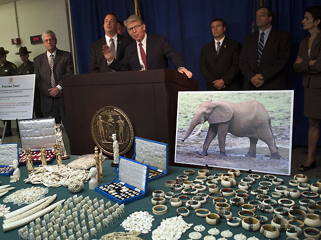 Damay sa ivory smuggling, ‘di raw kakanlungin ng CBCP | GMA News Online