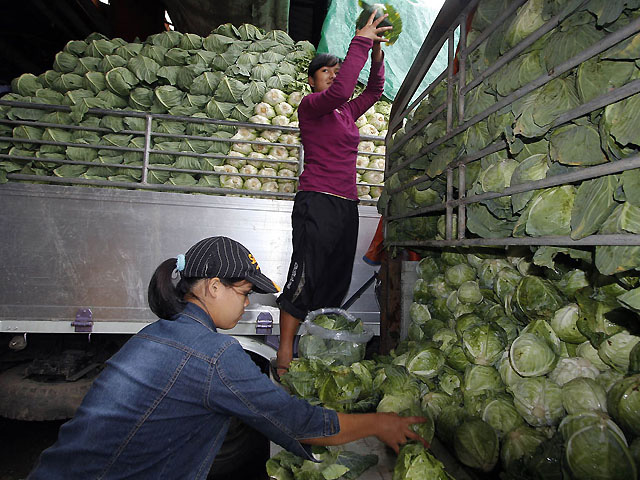 Benguet farmers fret over effects of cold weather on vegetables | GMA ...