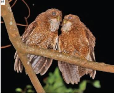 DOT, DENR & WBCP to host the 8th Philippine Bird Festival | GMA News Online