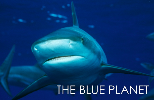 BBC's 'Blue Planet' airs on GMA News TV | GMA News Online