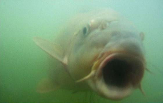 Alien Fish series continues this Wednesday on 'Born to be Wild' | GMA ...