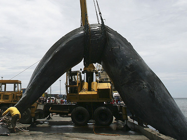 Dead sperm whale, spinner dolphin found off Negros Oriental | GMA News ...