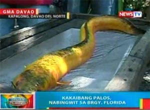 Kakaibang palos na kulay dilaw, nahuli sa Davao | GMA News Online