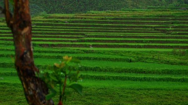 Agri Dept. to raise Bicol output for natl rice production