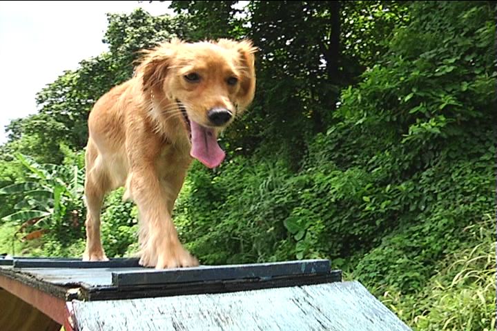 Princess the dog sa 'Follow That Star' | GMA News Online