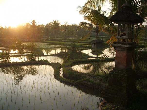 Flood-tolerant rice: The future of agriculture | GMA News Online