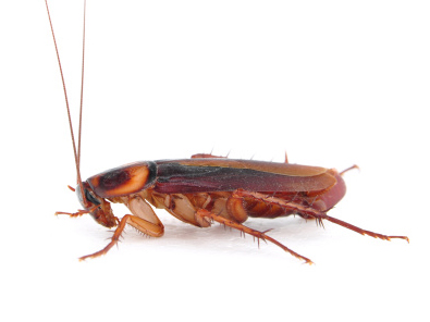 Forget chocolate, how about a cockroach for Valentine's? | GMA News Online