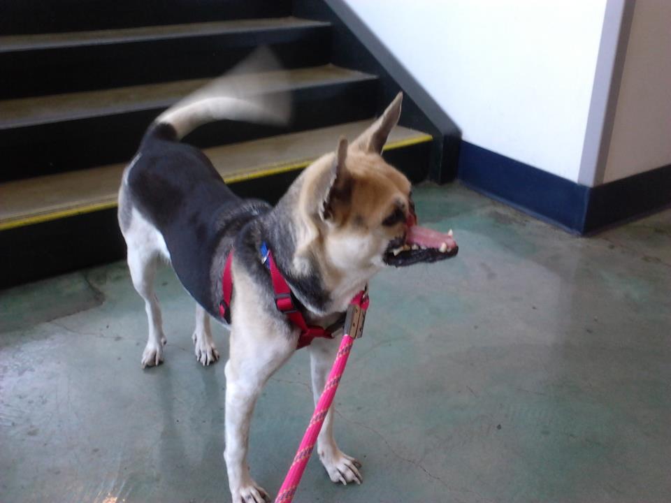 Now tumor-free, hero dog Kabang moves to next treatment | GMA News Online