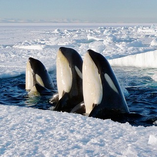 BBC's 'Frozen Planet: Spring' on GMA News TV | GMA News Online