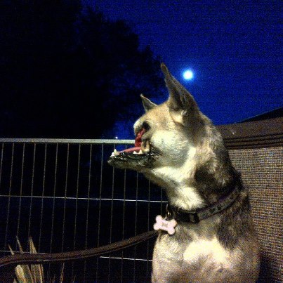 PHL hero dog Kabang getting ready for final reconstructive surgery in ...