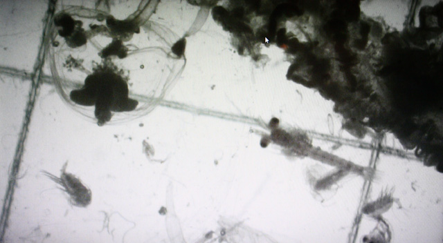 WATCH: Plankton, the tiny animal that helps you breathe | GMA News Online