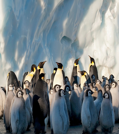 Emperor penguin population to slide due to Antarctic climate change