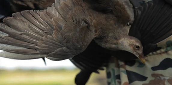 Inihahandog ng Front Row: Huling Pagaspas | GMA News Online