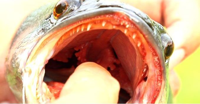 Doc Nielsen Donato and Mariz Umali face 'Alien Fish' on 'Born to be ...