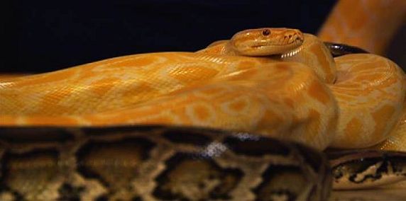 Penis hotpots and snake blood: Asia's libido-boosting foods | GMA News ...