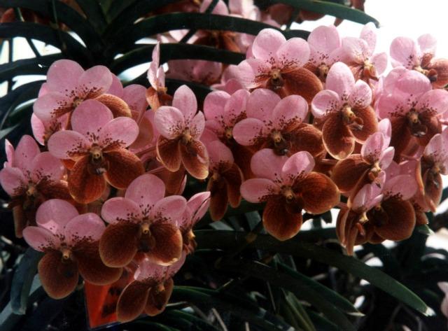 The waling-waling, soon to be a national flower, is a diwata