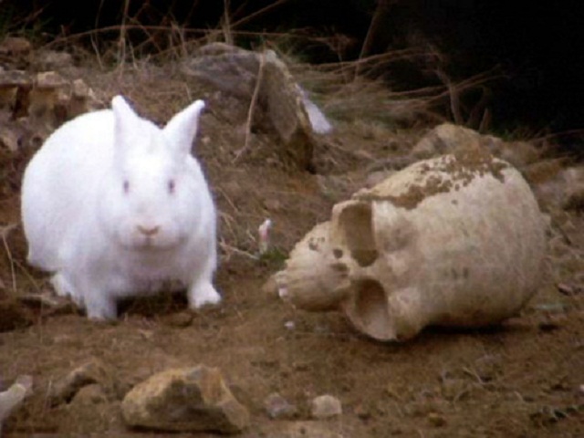 Did bunnies kill the neanderthals? Signs point to 'yes' | GMA News Online