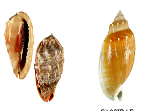 Pambihira at pinakamahal na seashell sa mundo na makikita sa Pilipinas ...